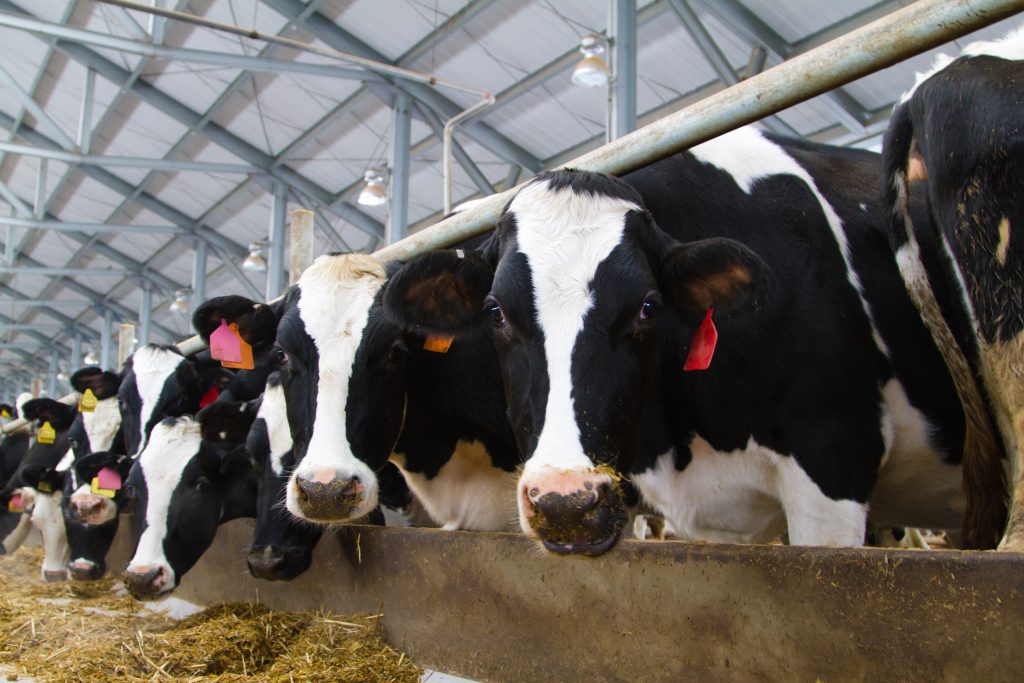 Dairy Revenue Protection Program in the Face of COVID-19 - Marsh ...